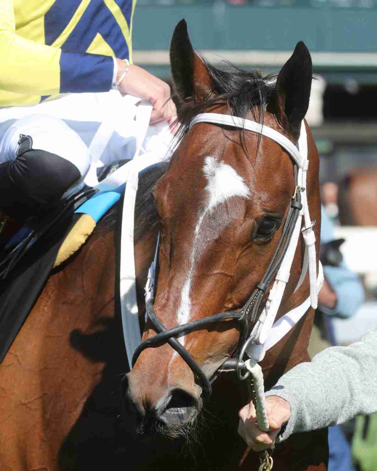 G1 Derby City Distaff Stakes: Alva Starr May Shine Bright - The Pressbox