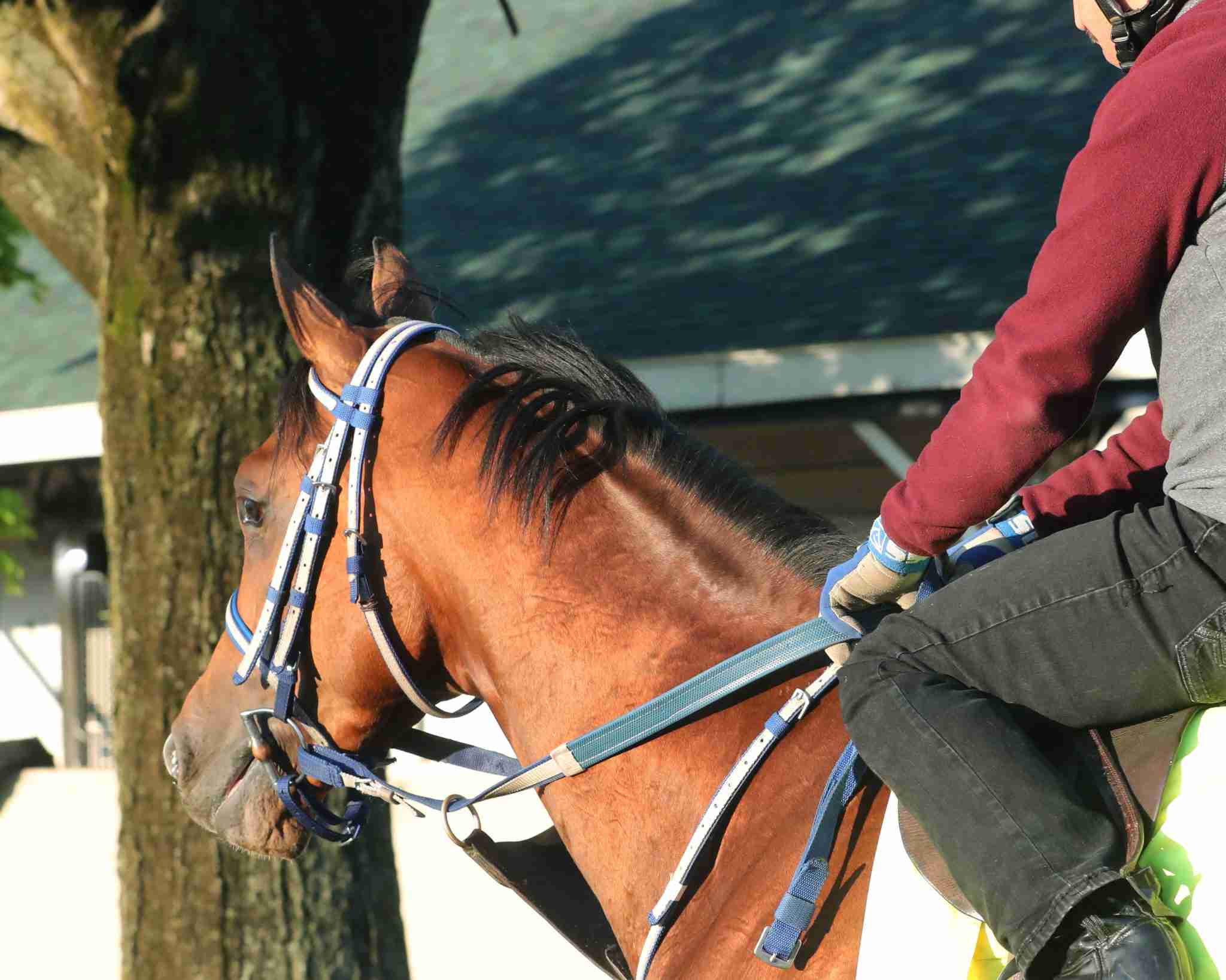 Mystik Dan - Morning - Churchill Downs - 04-25-24 - 003 - Renee Torbit ...