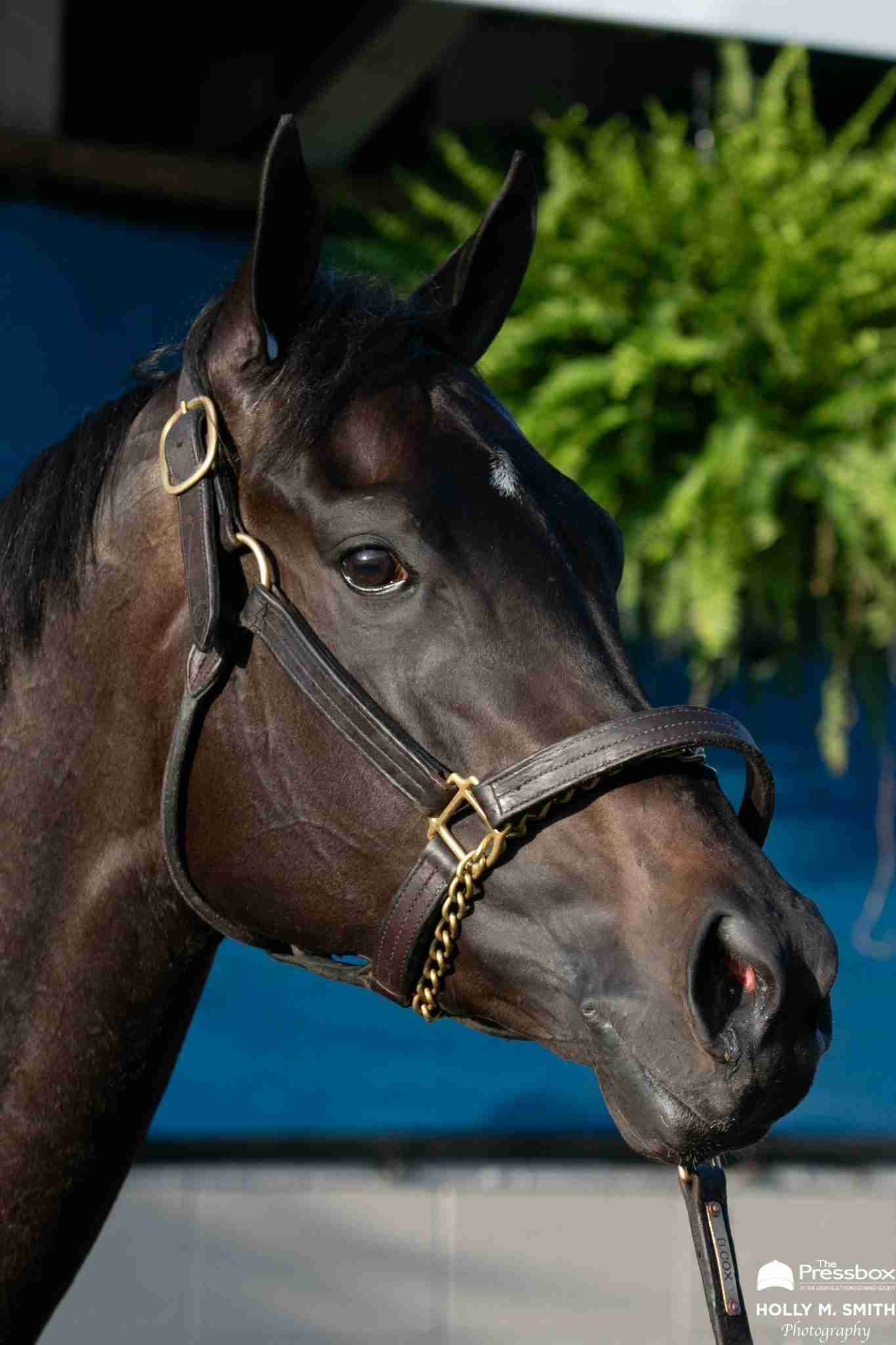 Keeneland Barn Notes: Tarifa Returns on Friday - The Pressbox