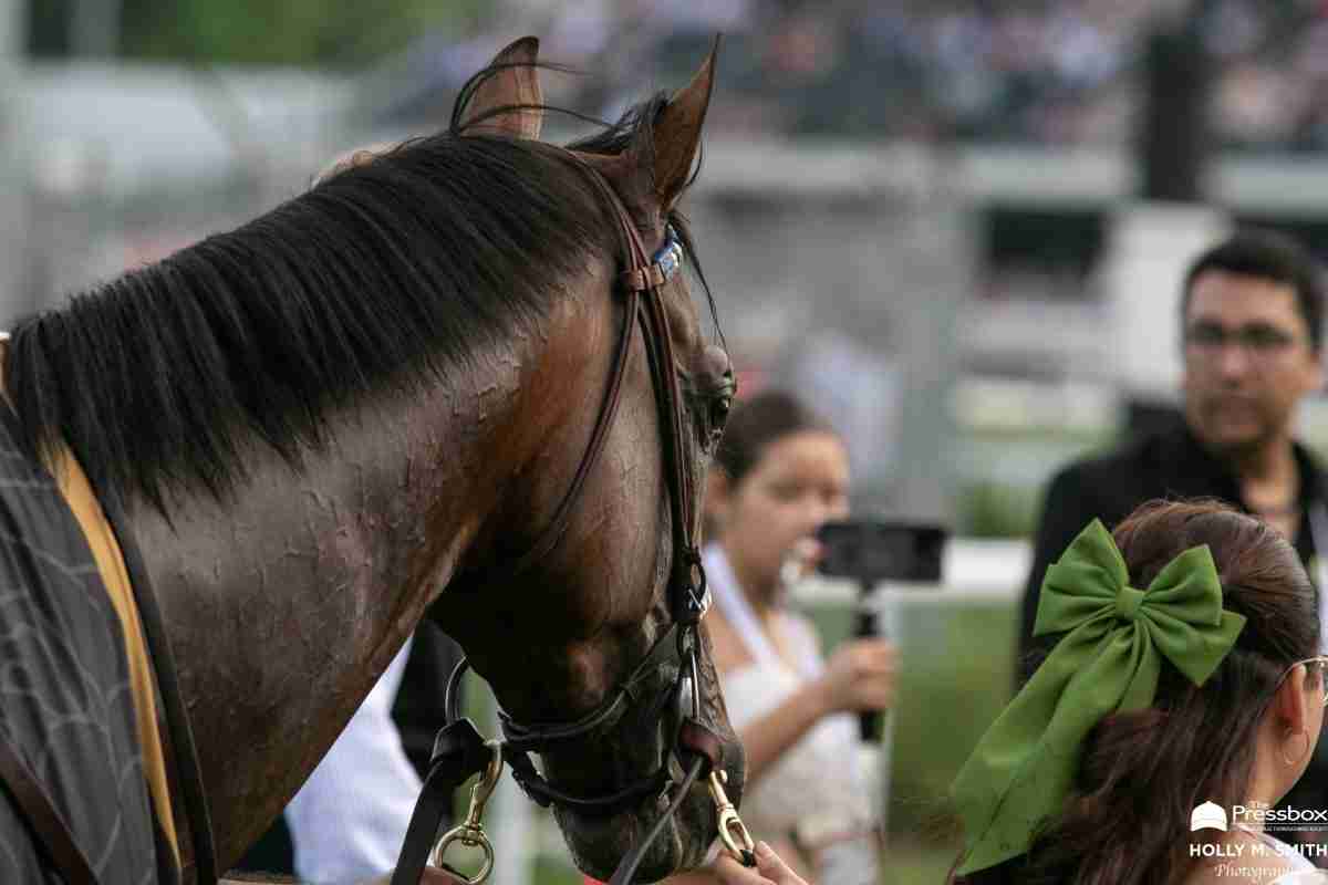 Mystik Dan To Stand at Airdrie Stud - The Pressbox