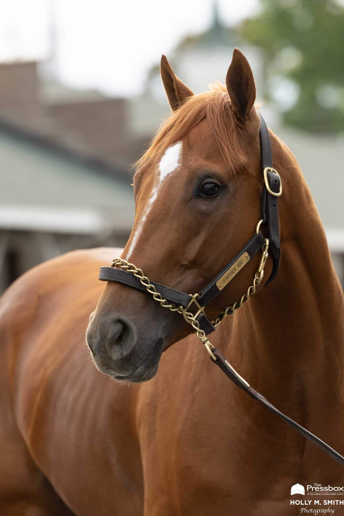 Thursday's Kentucky Derby / Oaks Photo Album: Thanks to the Lens and ...
